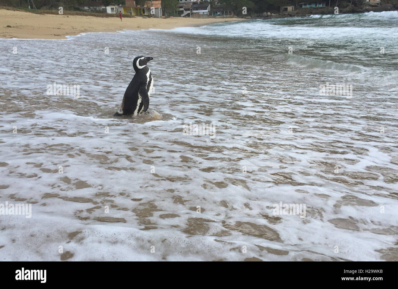 Ilha Grande, Brazil. 5th Sep, 2016. Penguin Dindim swims at the beach ...