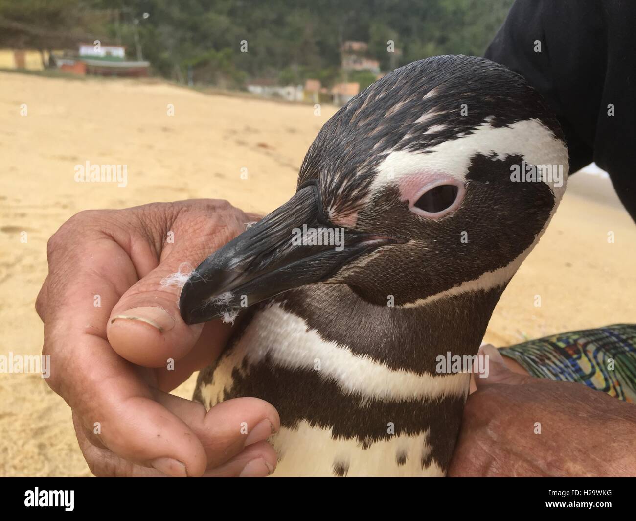 Joao pereira de souza hi-res stock photography and images - Alamy