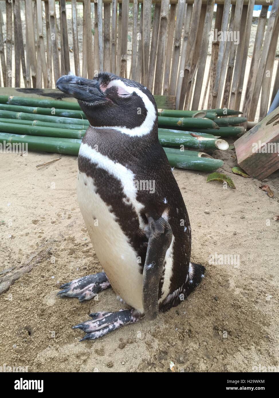 Ilha Grande, Brazil. 5th Sep, 2016. Penguin Dindim stands in the ...