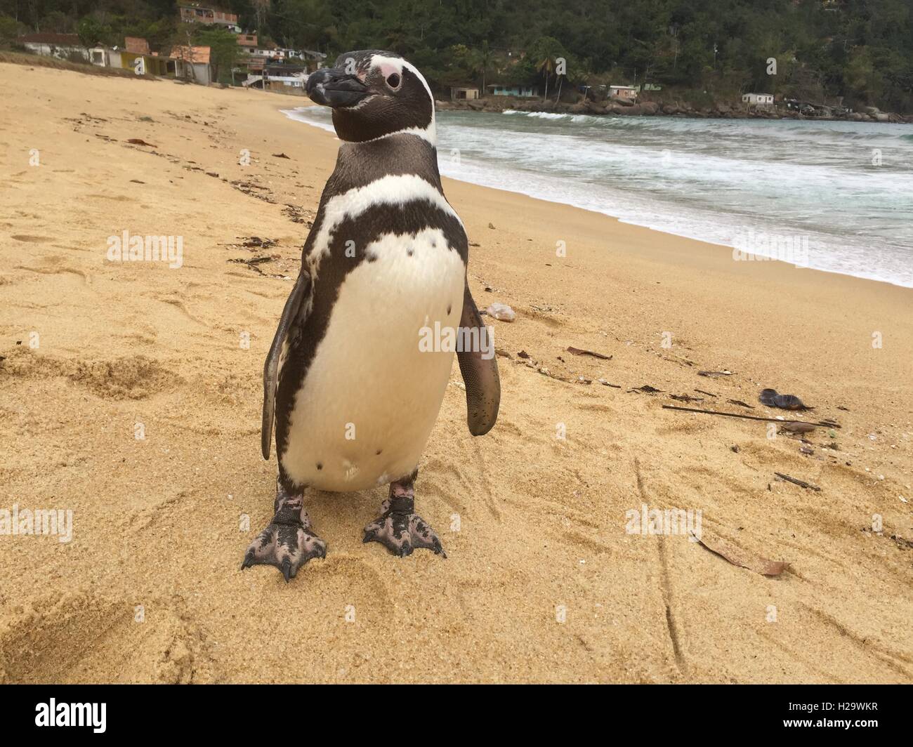 Ilha Grande, Brazil. 5th Sep, 2016. Penguin Dindim stands on the beach ...