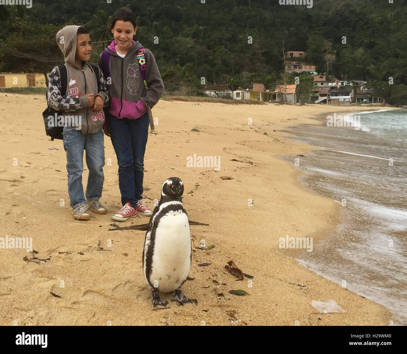 Penguin Dindim stands on the beach of the village of Proveta, watched ...