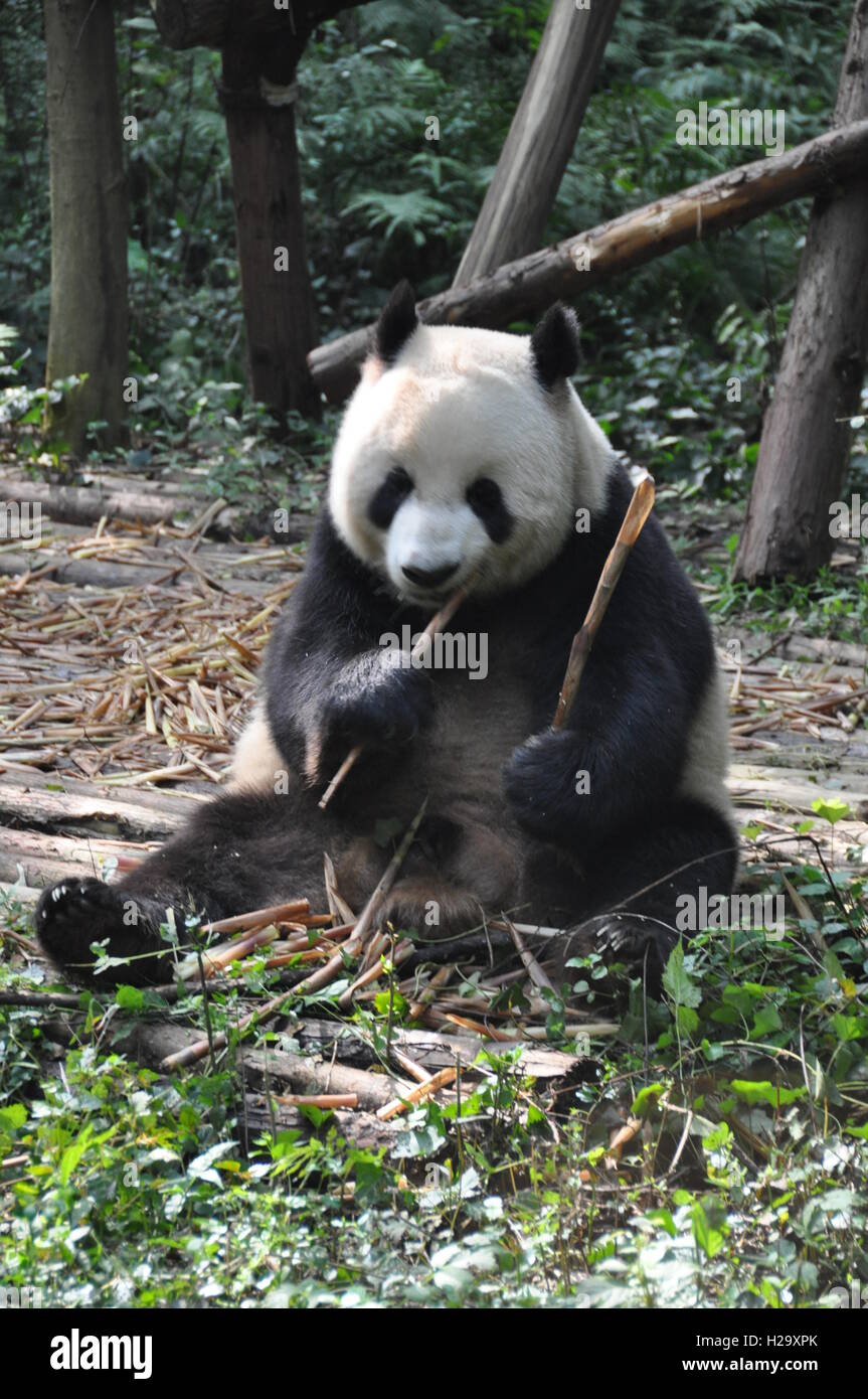 Chinas animals hi-res stock photography and images - Alamy