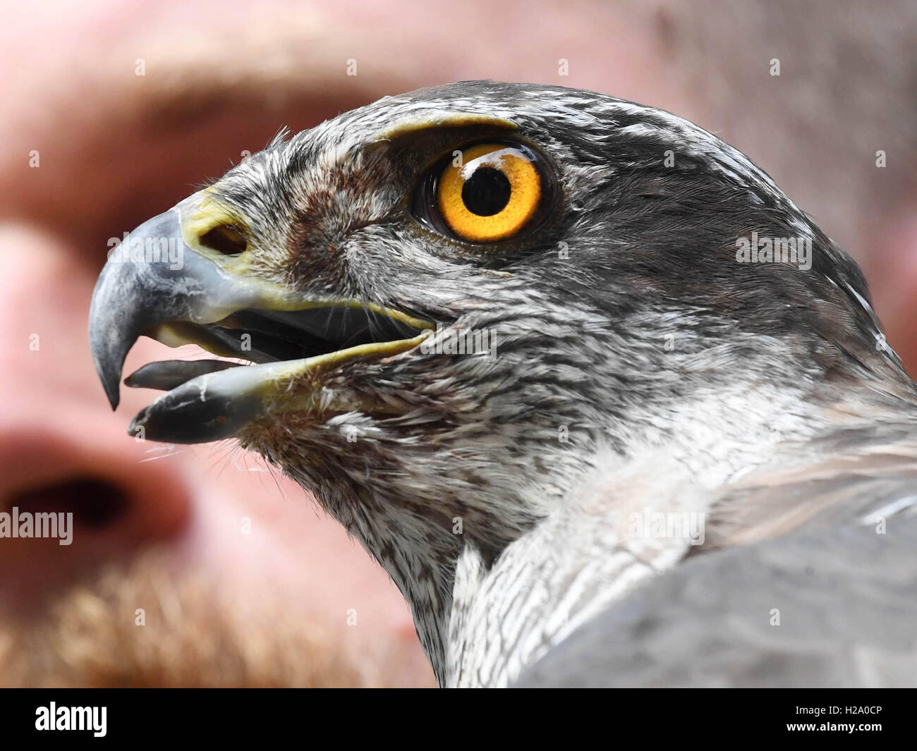 Karlsdorf-Neuthard, Germany. 26th Sep, 2016. At the rescue center of ...