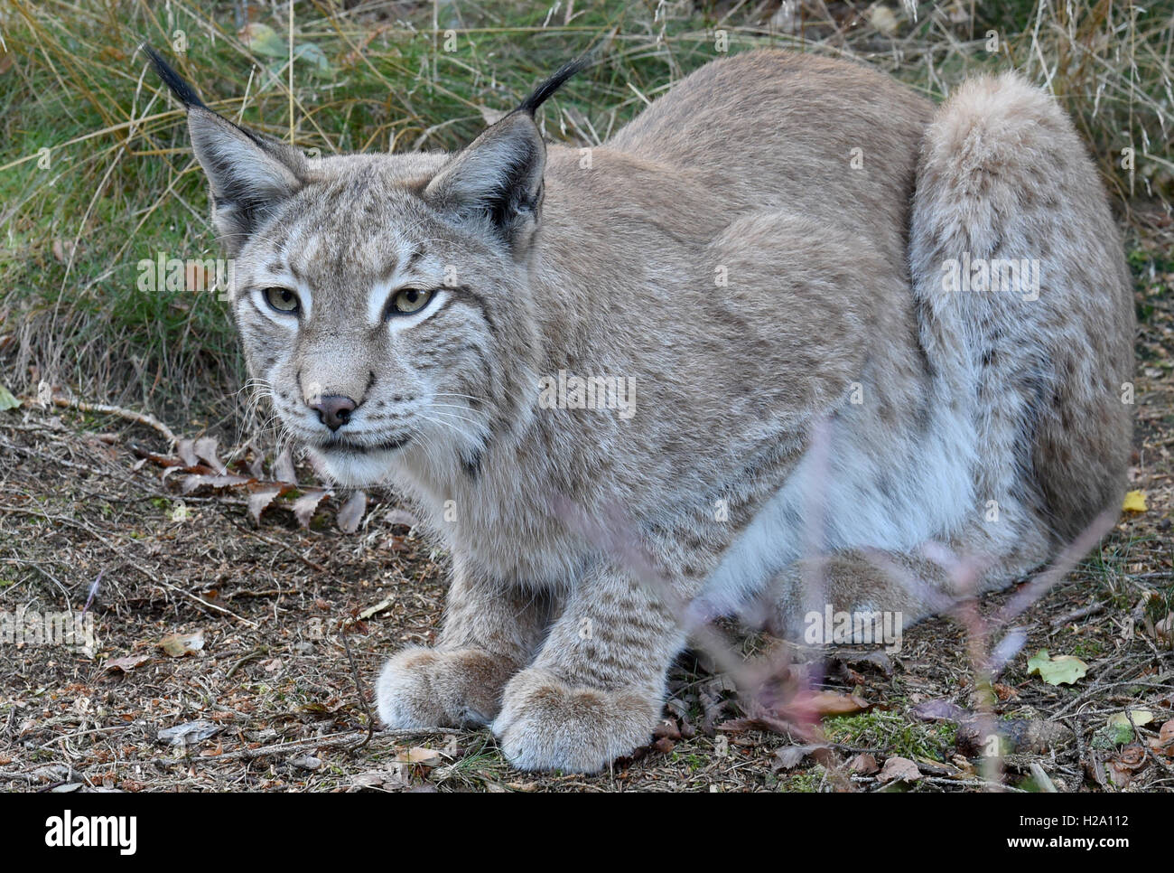 A lynx inside the lynx enclosure at Rabenklippe near Bad Harzburg in ...