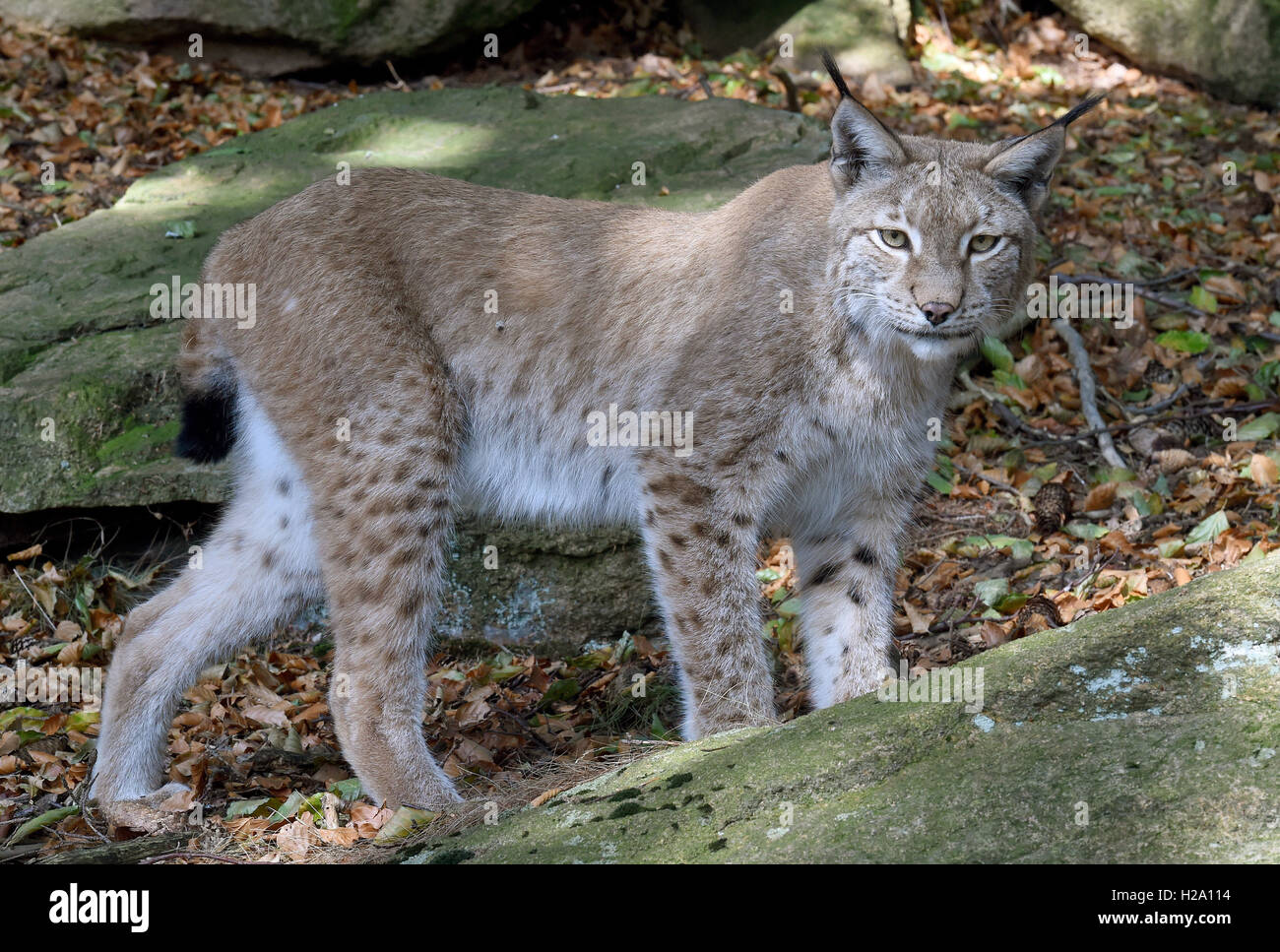 Lynx enclosure hi-res stock photography and images - Alamy