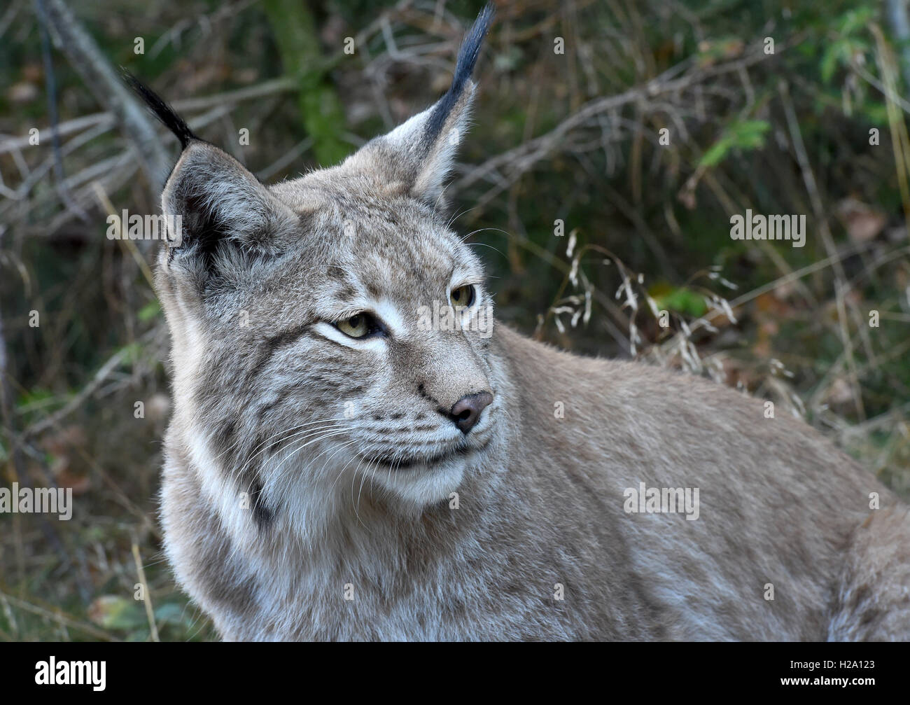 A lynx inside the lynx enclosure at Rabenklippe near Bad Harzburg in ...