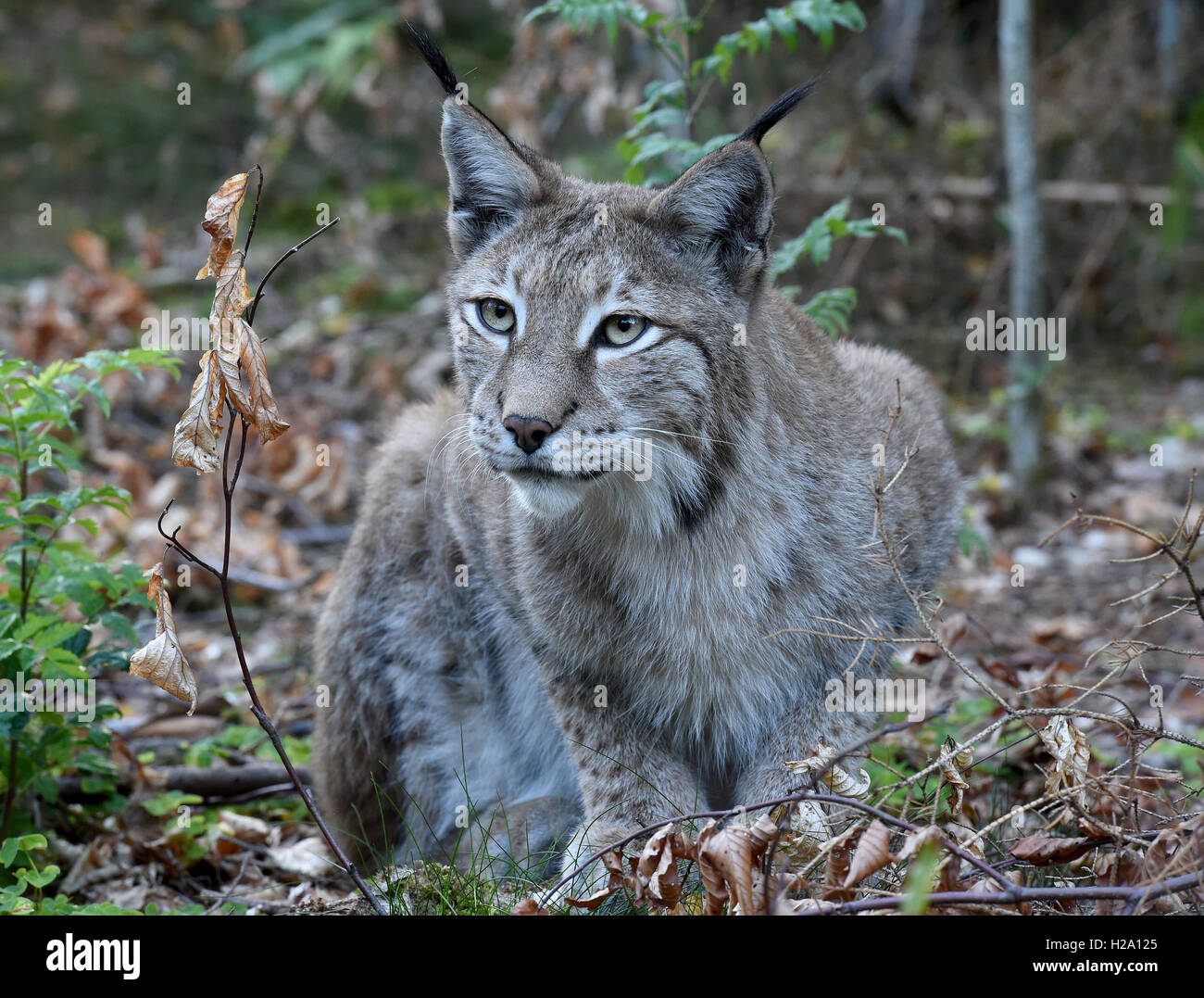 A lynx inside the lynx enclosure at Rabenklippe near Bad Harzburg in ...