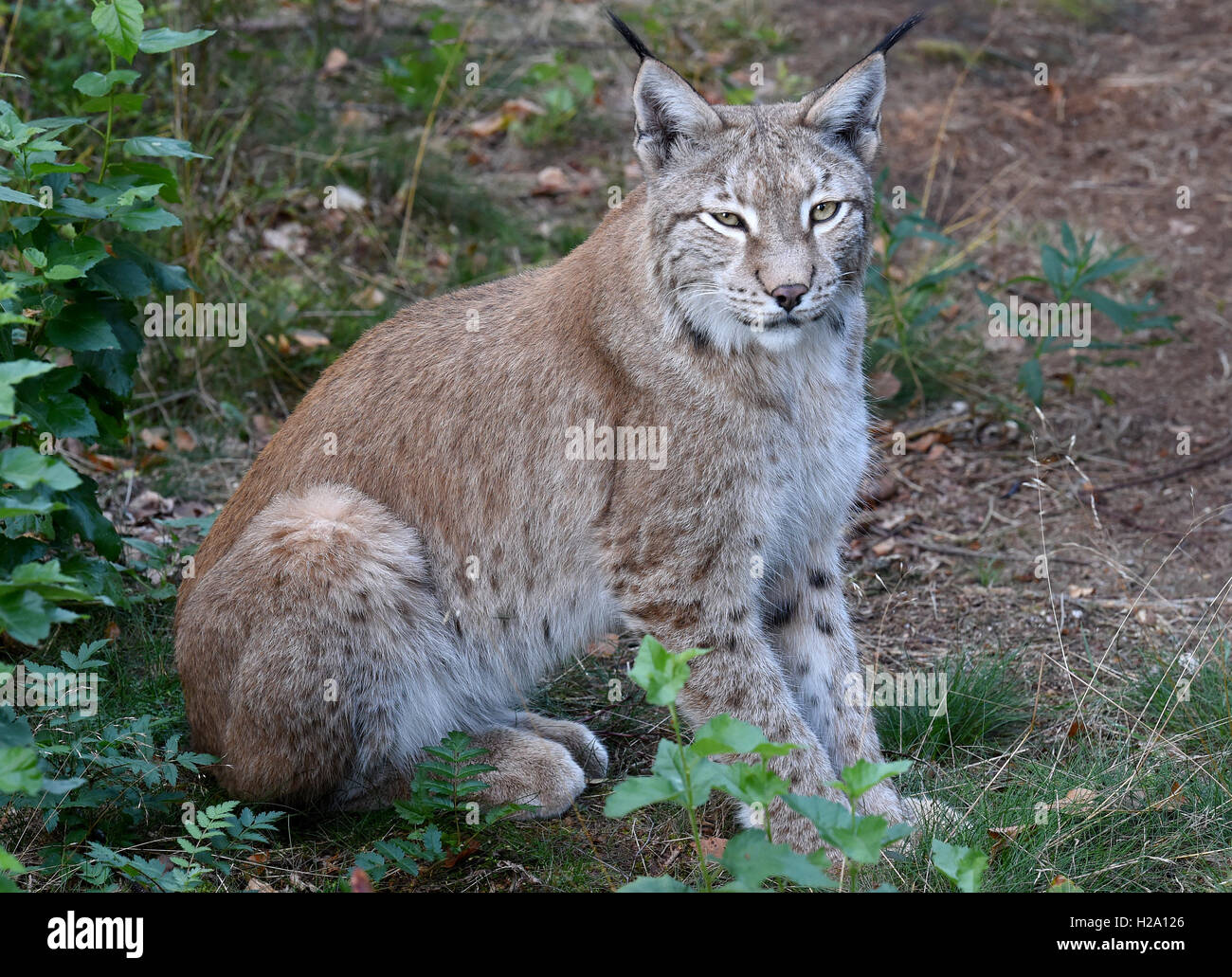 A lynx inside the lynx enclosure at Rabenklippe near Bad Harzburg in ...