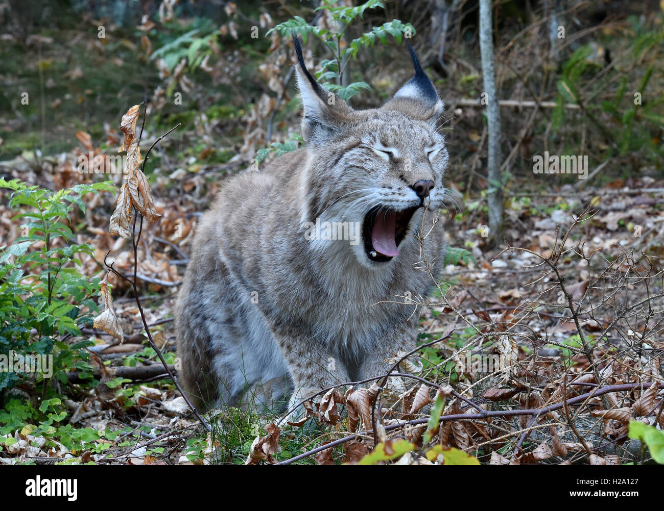 A lynx inside the lynx enclosure at Rabenklippe near Bad Harzburg in ...