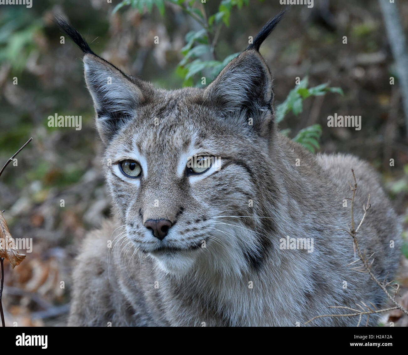 A lynx inside the lynx enclosure at Rabenklippe near Bad Harzburg in ...
