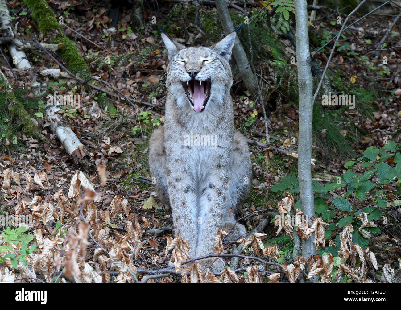 A lynx inside the lynx enclosure at Rabenklippe near Bad Harzburg in ...