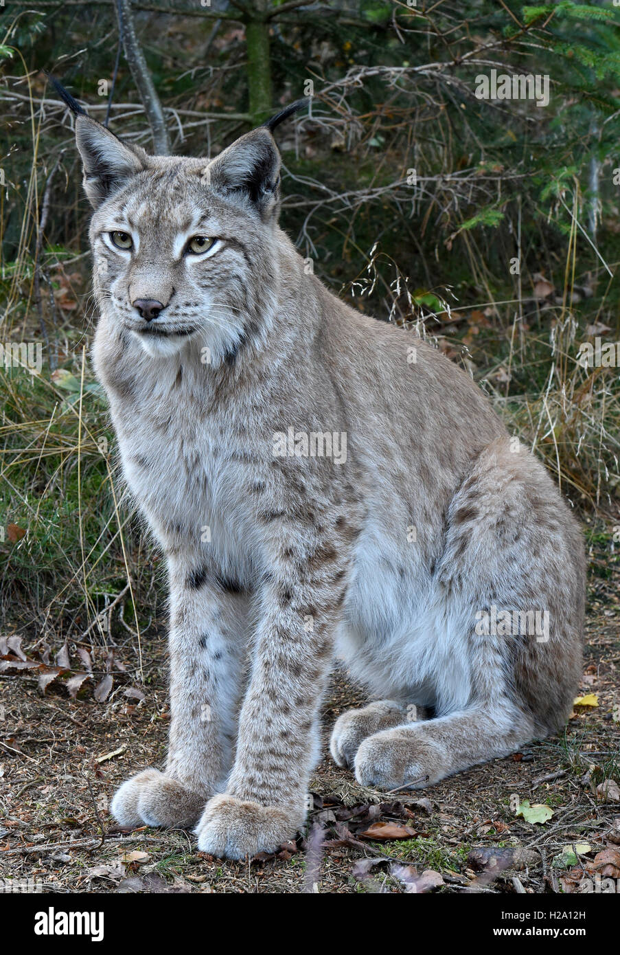 A lynx inside the lynx enclosure at Rabenklippe near Bad Harzburg in ...