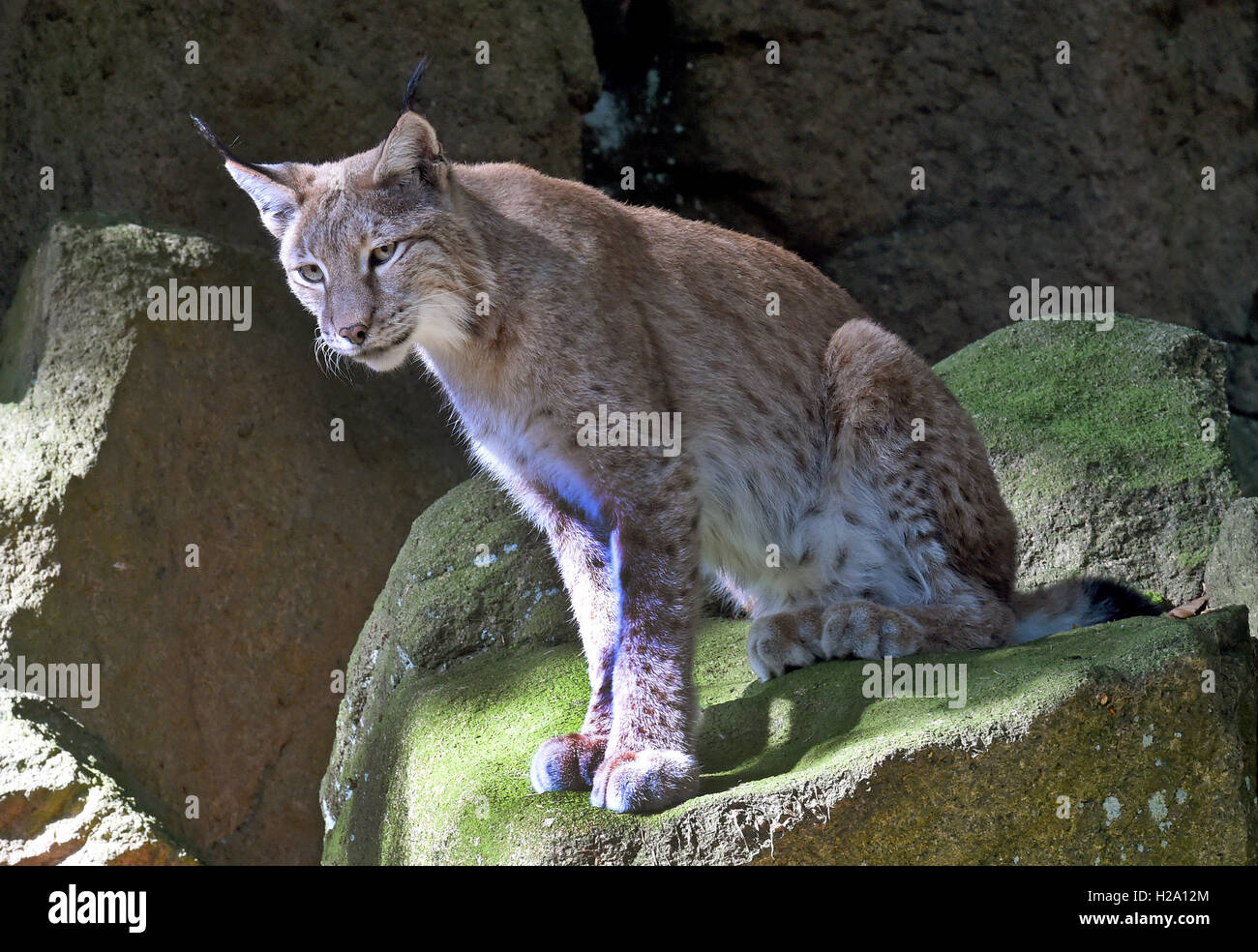 A lynx inside the lynx enclosure at Rabenklippe near Bad Harzburg in ...
