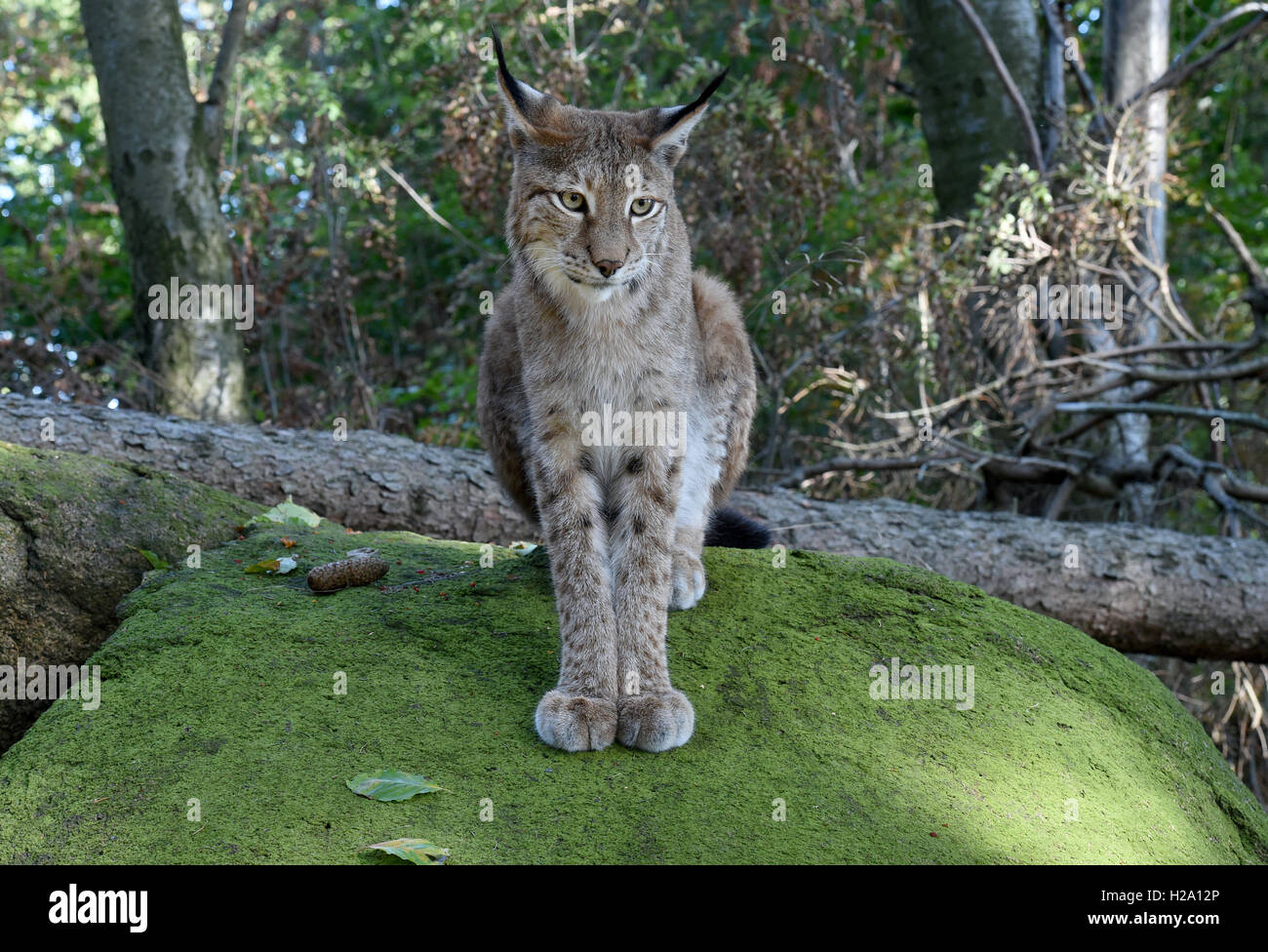 A lynx inside the lynx enclosure at Rabenklippe near Bad Harzburg in ...