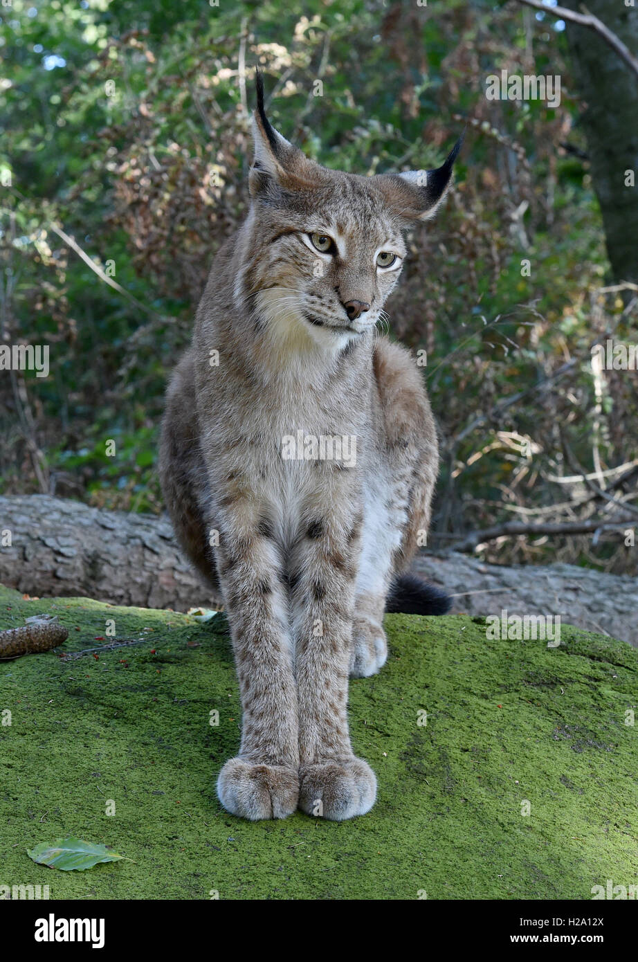 A lynx inside the lynx enclosure at Rabenklippe near Bad Harzburg in ...