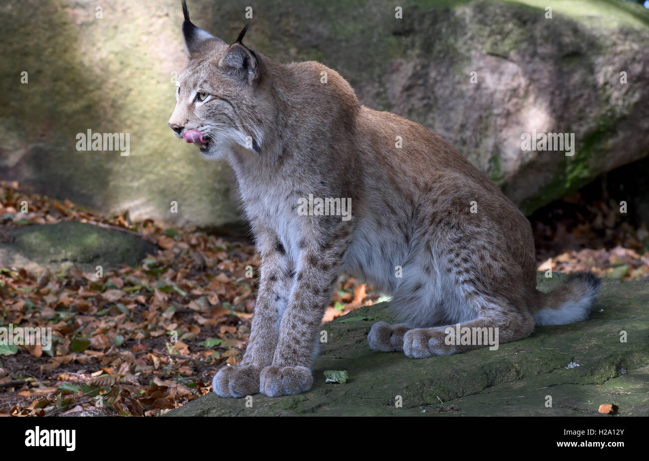 A lynx inside the lynx enclosure at Rabenklippe near Bad Harzburg in ...