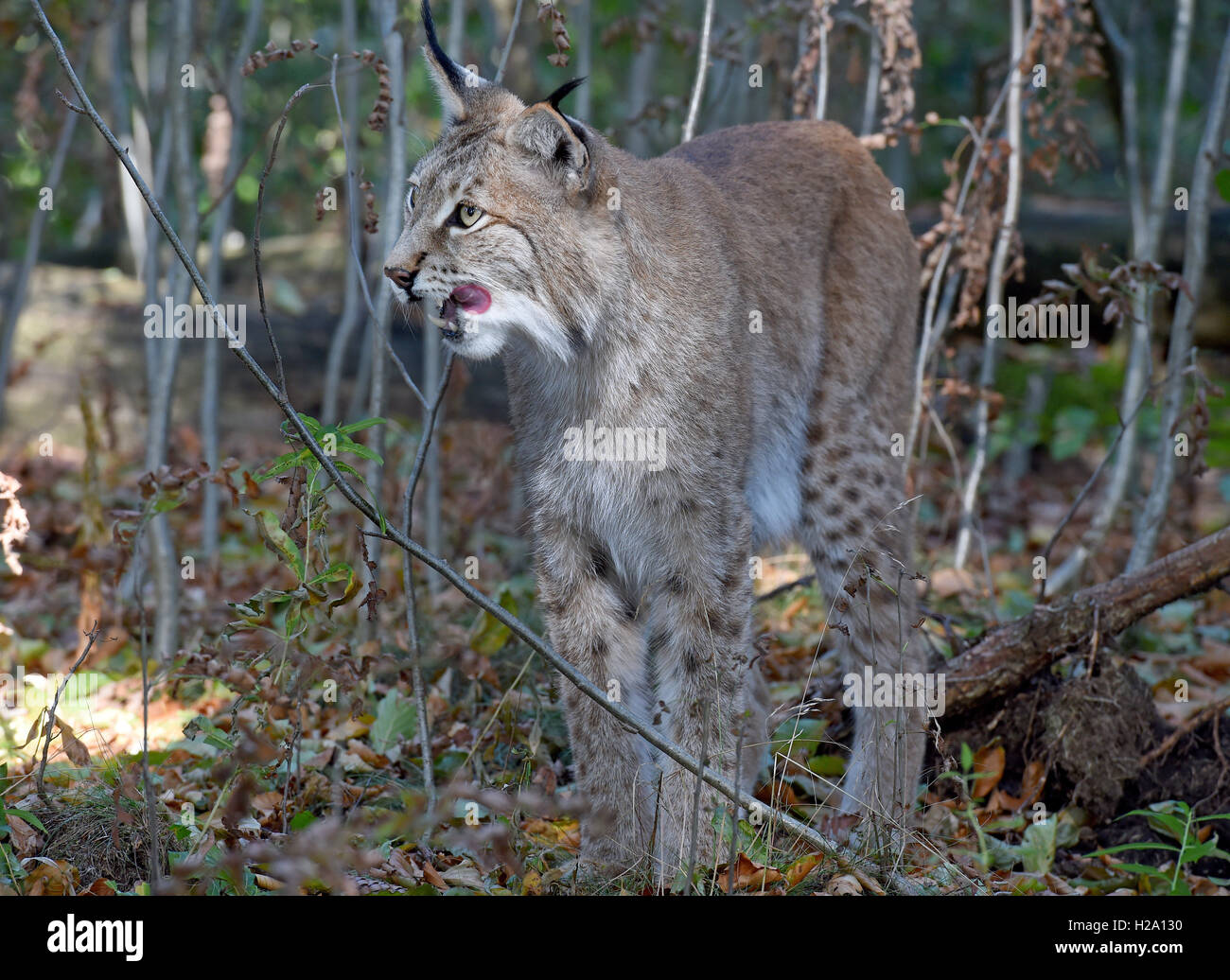 A lynx inside the lynx enclosure at Rabenklippe near Bad Harzburg in ...