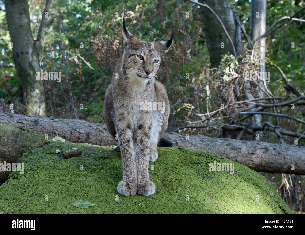 A lynx inside the lynx enclosure at Rabenklippe near Bad Harzburg in ...
