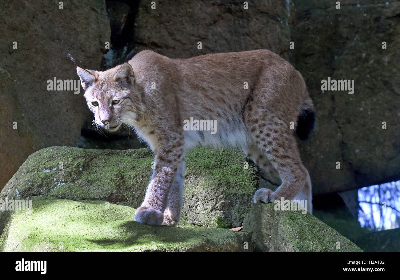 A lynx inside the lynx enclosure at Rabenklippe near Bad Harzburg in ...
