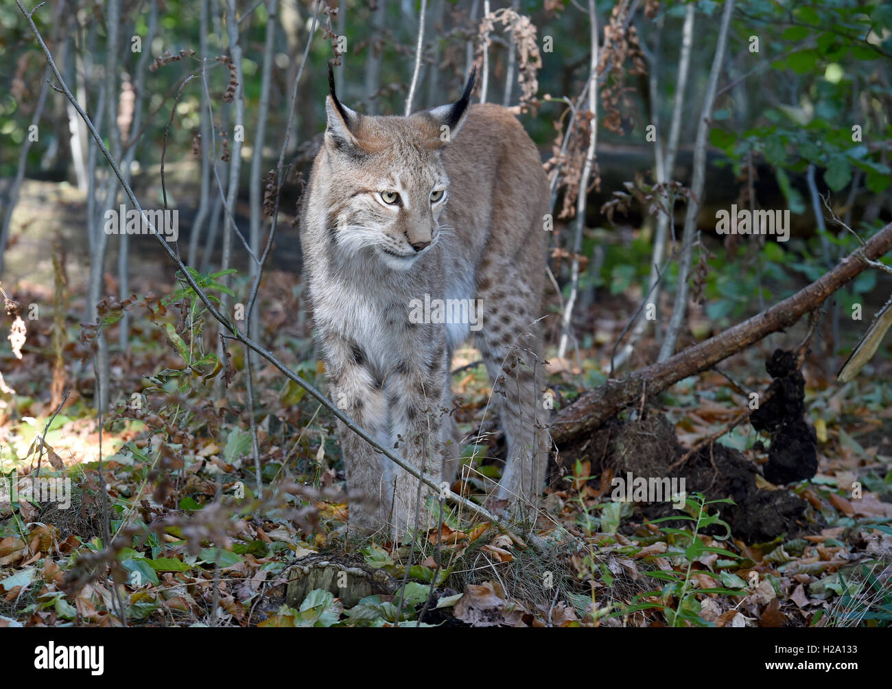 A lynx inside the lynx enclosure at Rabenklippe near Bad Harzburg in ...