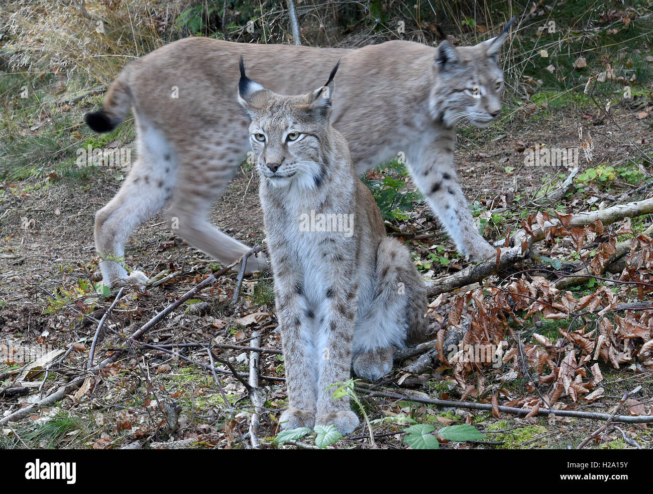 Two lynxes inside the lynx enclosure at Rabenklippe near Bad Harzburg ...
