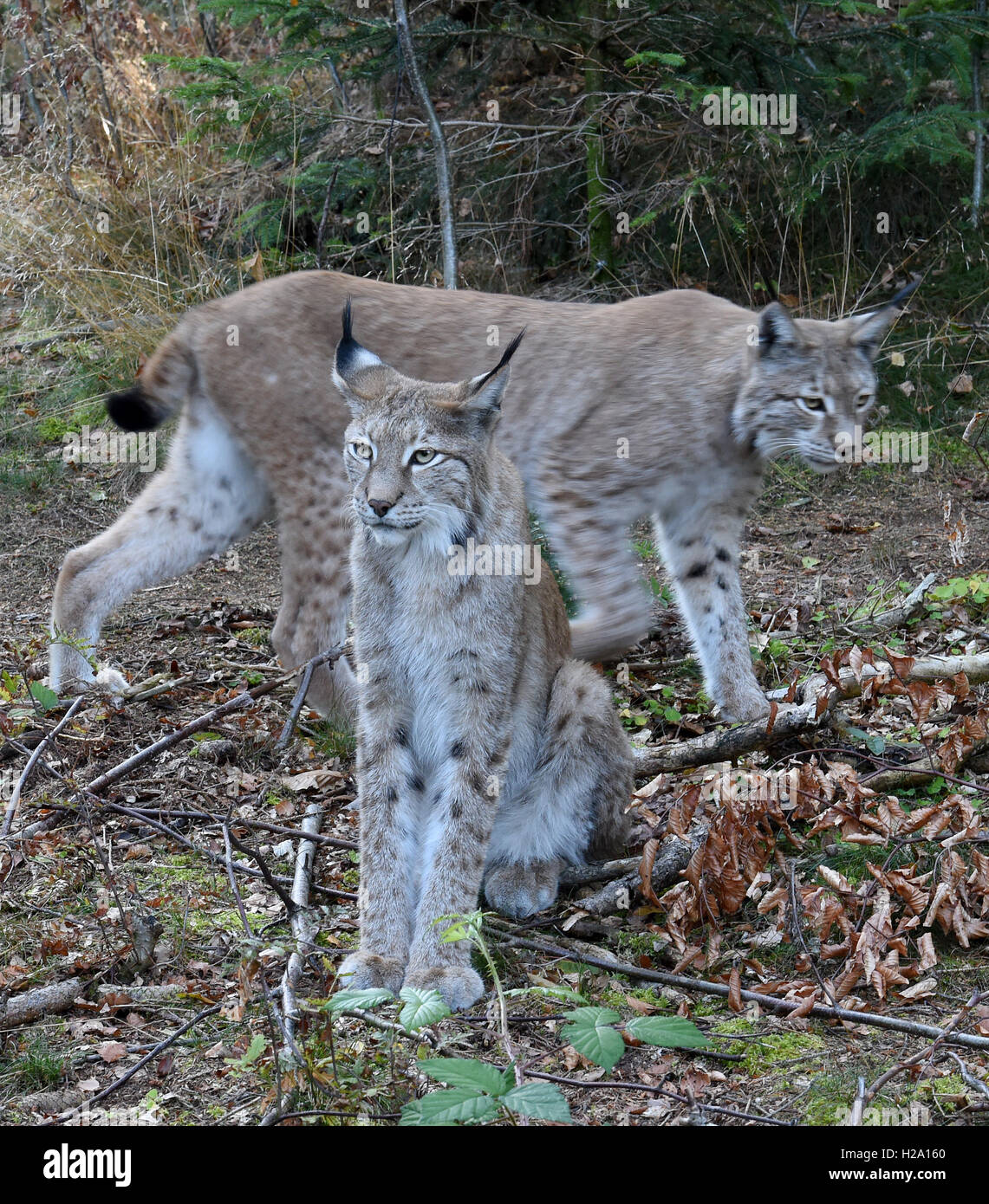 Two lynxes inside the lynx enclosure at Rabenklippe near Bad Harzburg ...