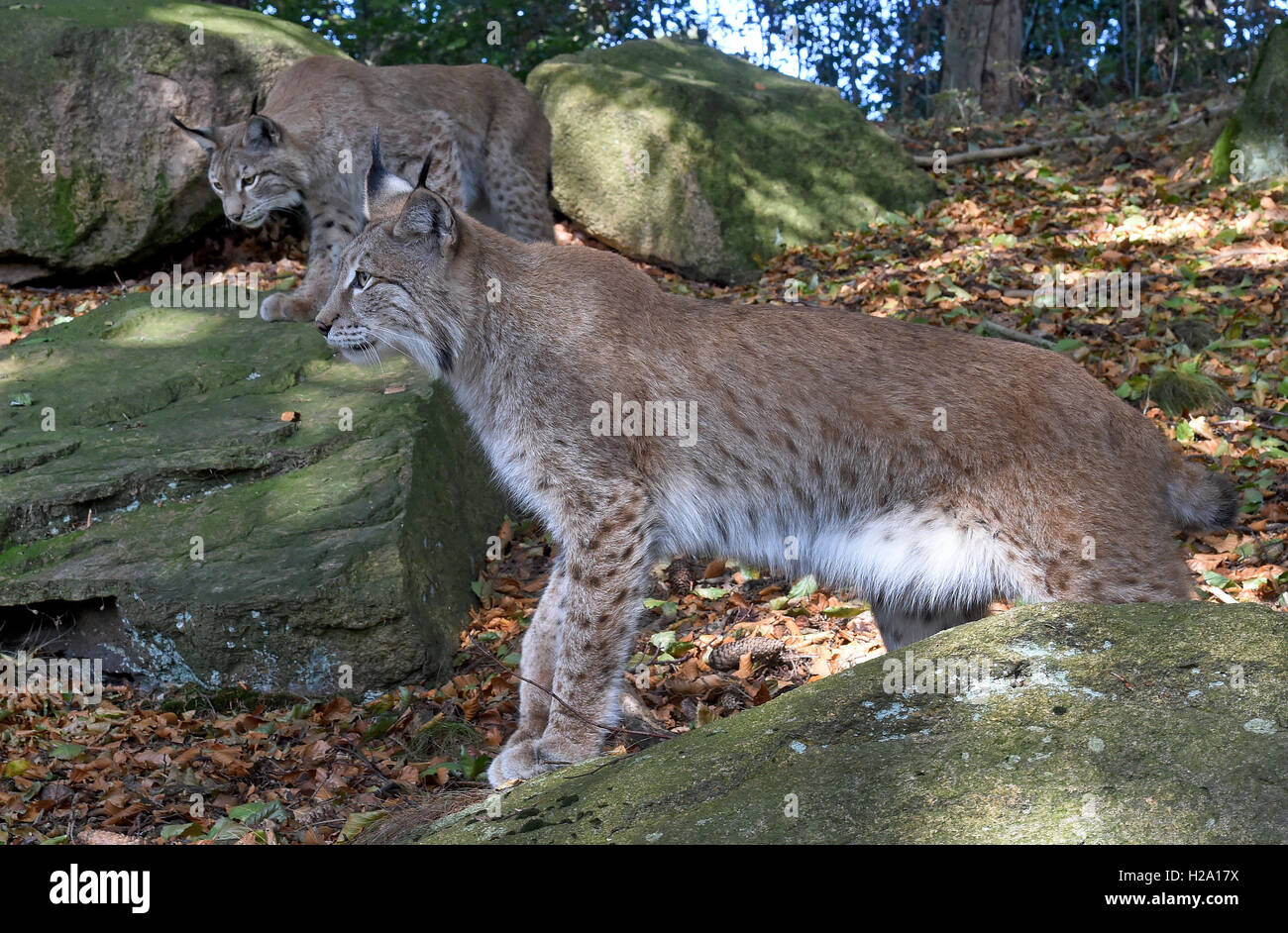 Two lynxes inside the lynx enclosure at Rabenklippe near Bad Harzburg ...