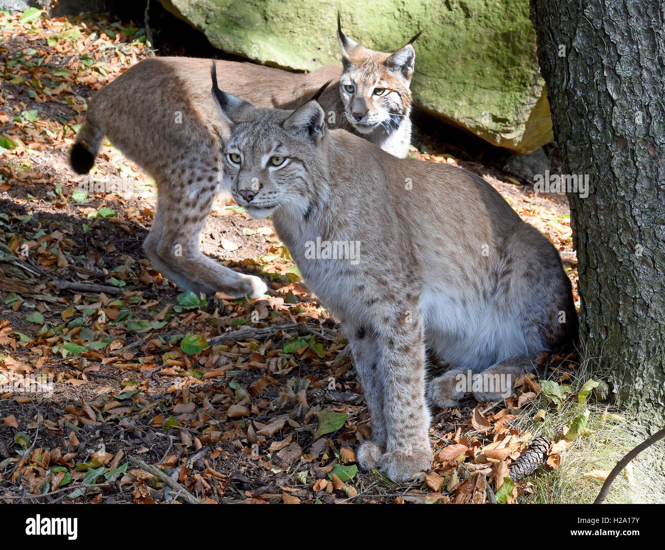 Two lynxes inside the lynx enclosure at Rabenklippe near Bad Harzburg ...