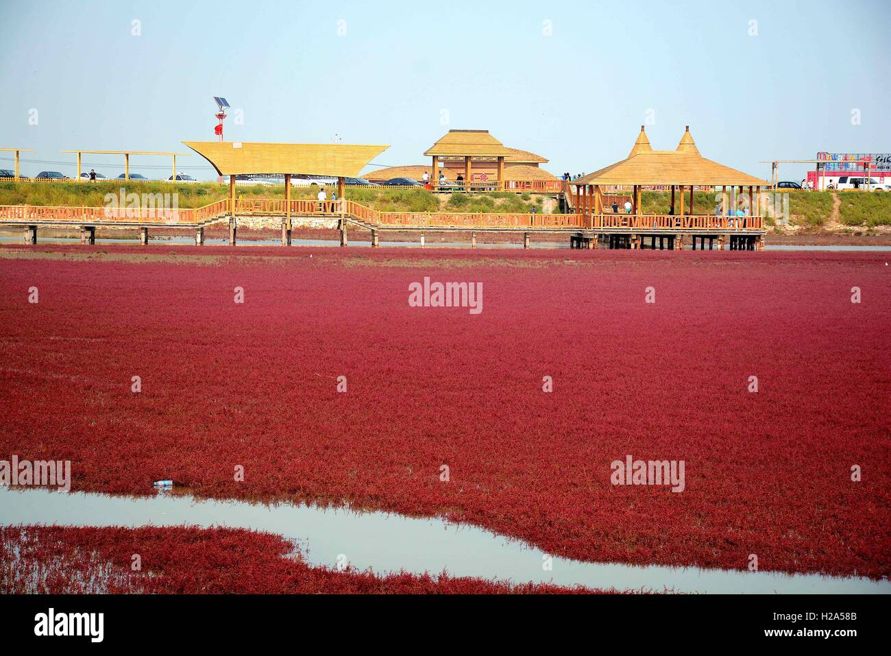 Panjin, Panjin, China. 26th Sep, 2016. The red beach starts turning red ...