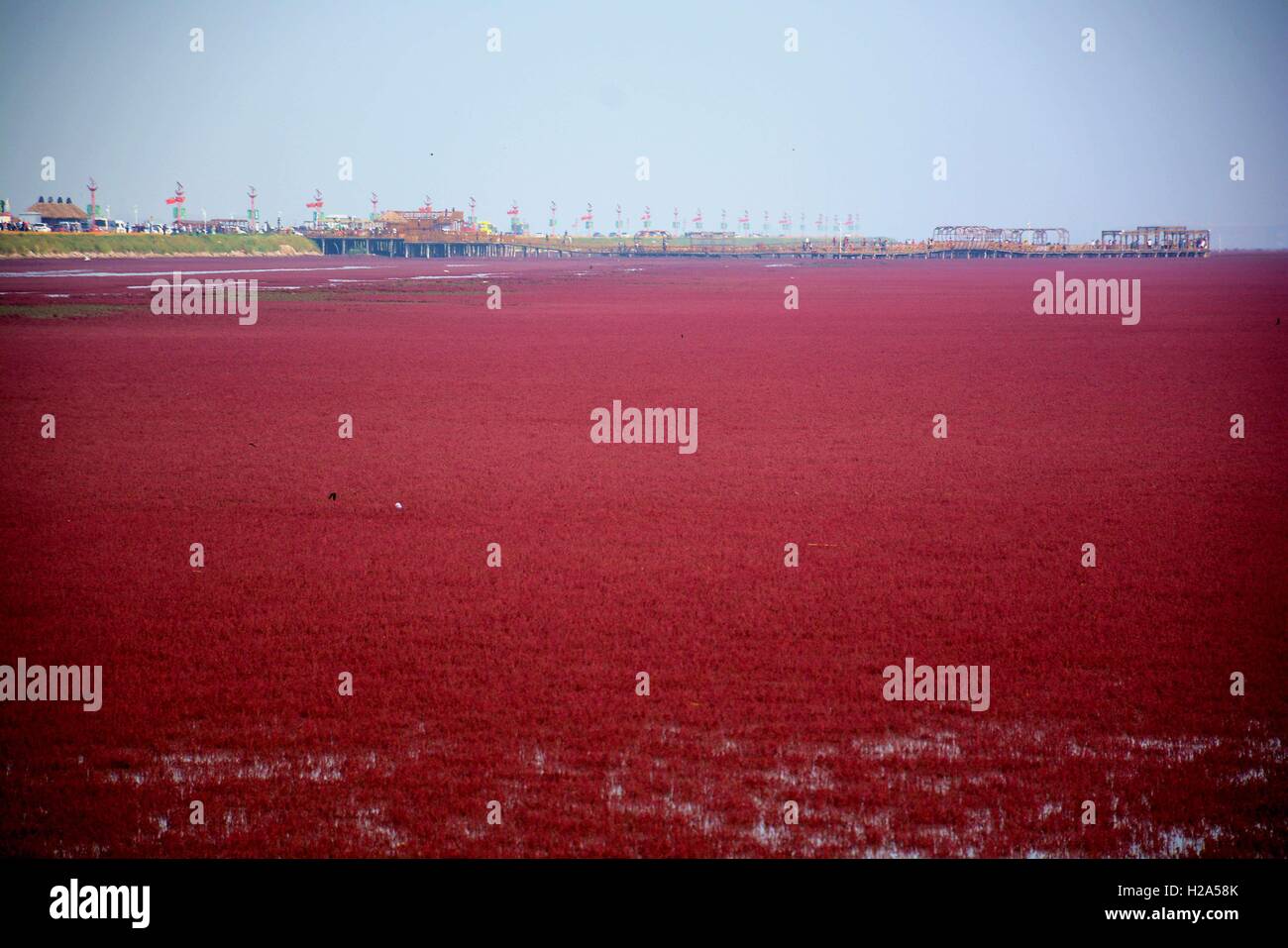 Panjin, Panjin, China. 26th Sep, 2016. The red beach starts turning red ...