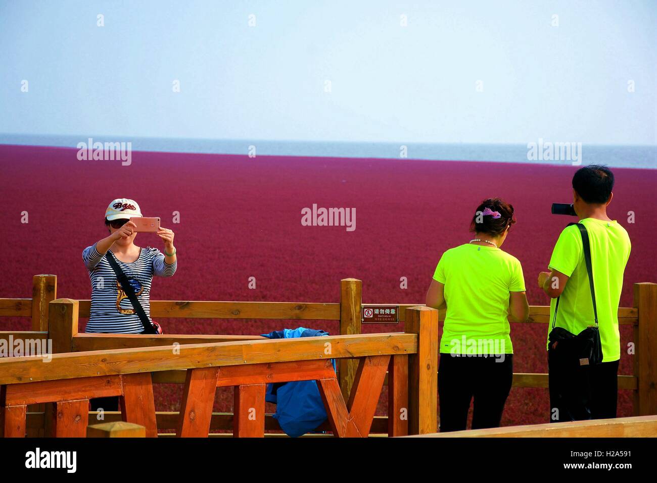 Panjin, Panjin, China. 26th Sep, 2016. Visitors flock to the red beach ...