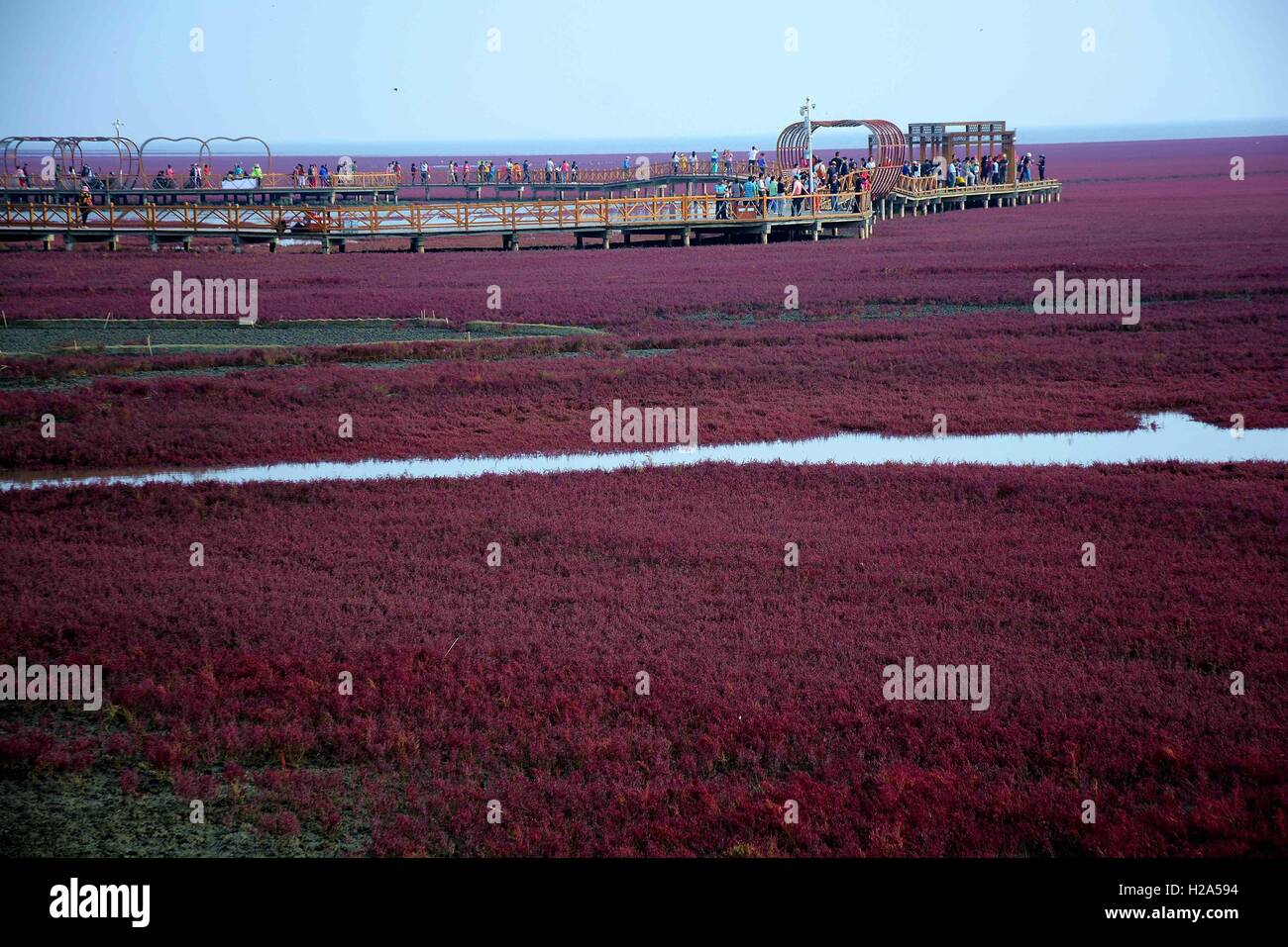 Panjin, Panjin, China. 26th Sep, 2016. The red beach starts turning red ...