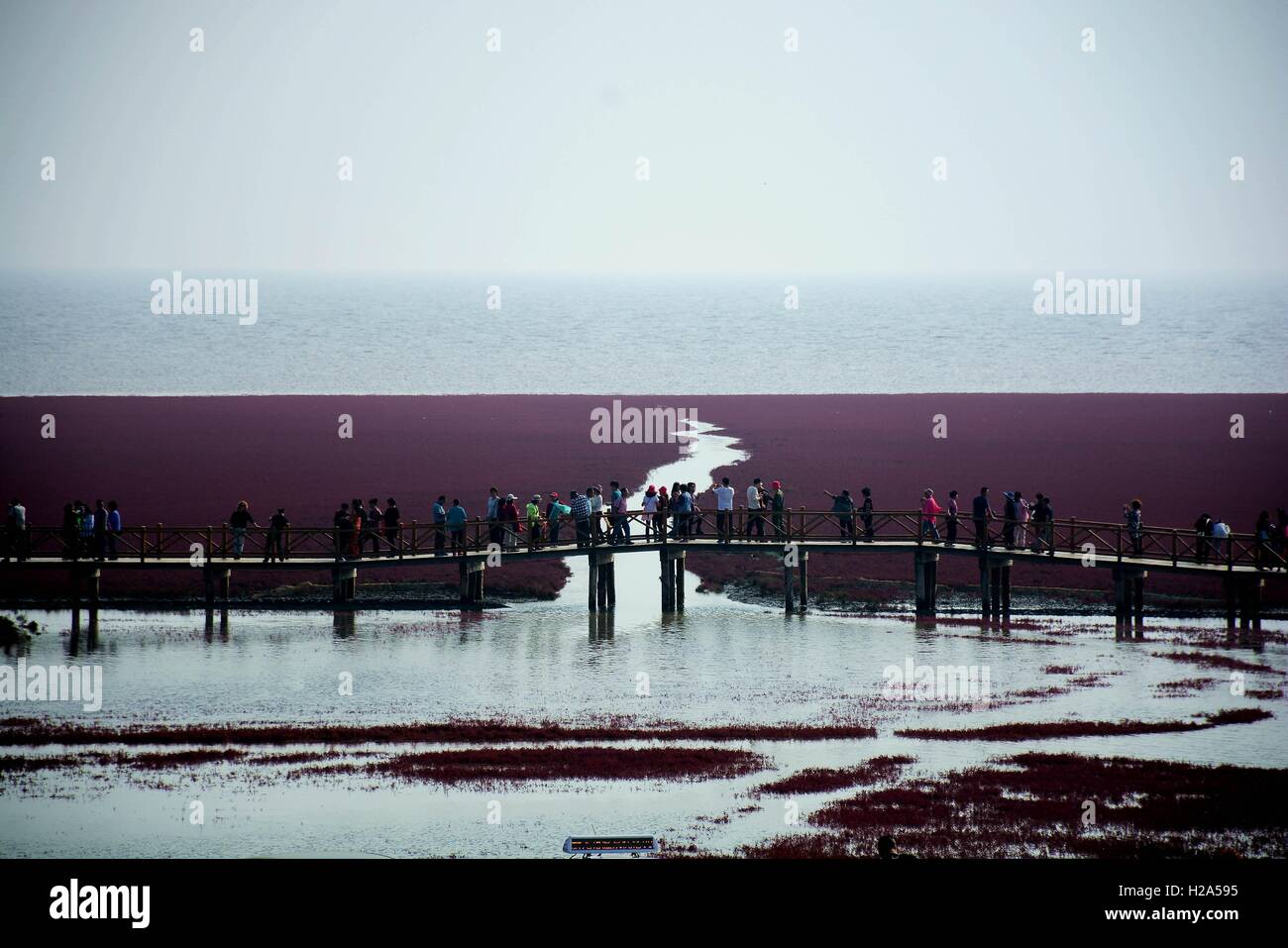 Panjin, Panjin, China. 26th Sep, 2016. The red beach starts turning red ...