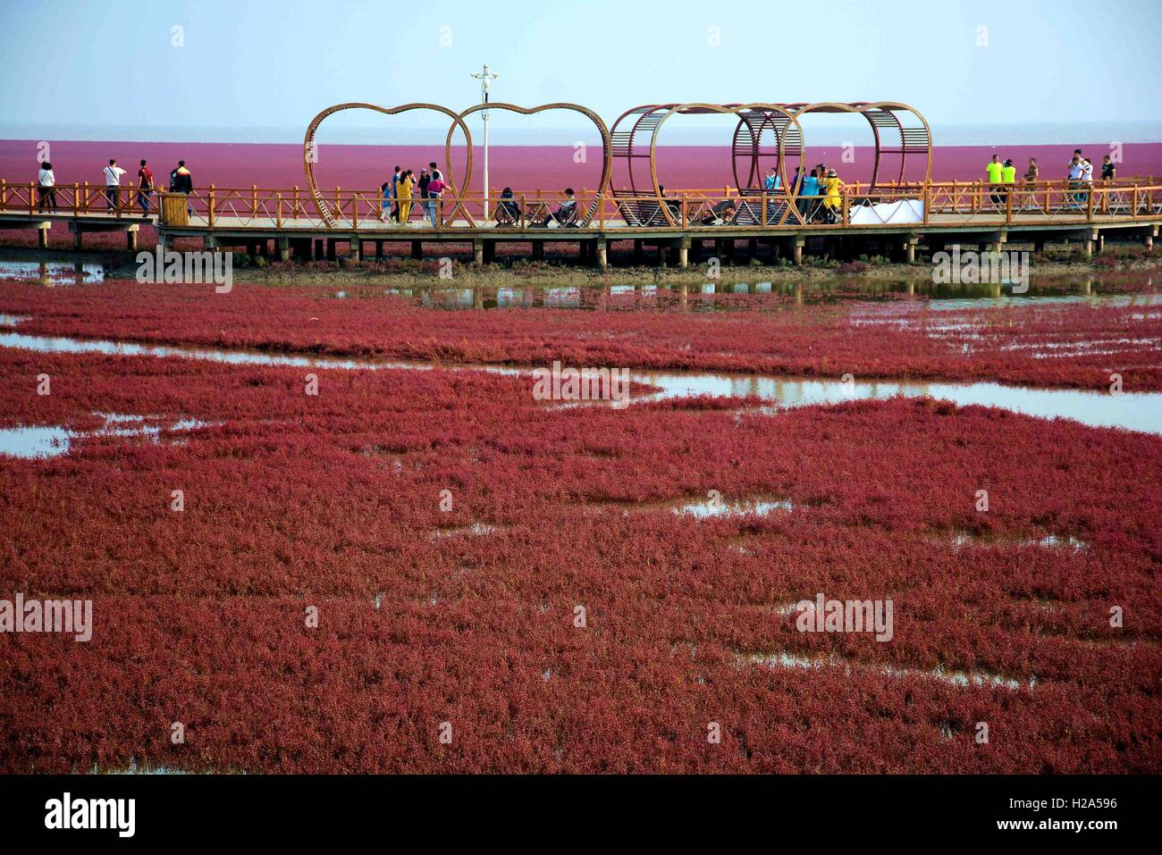 Panjin, Panjin, China. 26th Sep, 2016. Visitors flock to the red beach ...