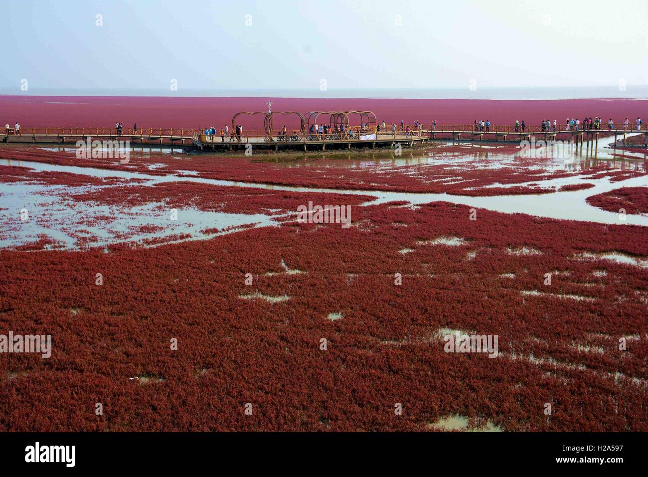 Panjin, Panjin, China. 26th Sep, 2016. Visitors flock to the red beach ...