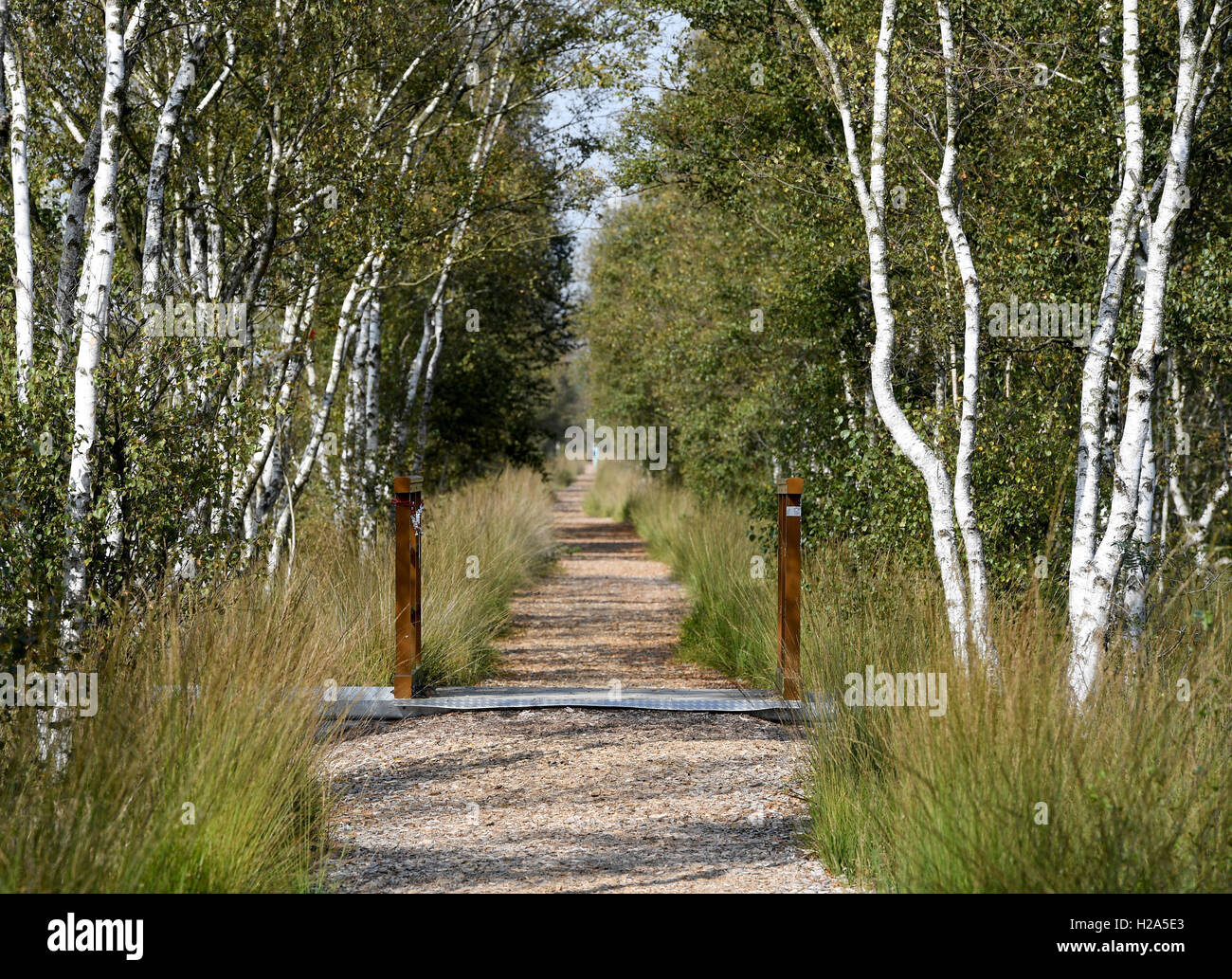 Weak trees hi-res stock photography and images - Alamy