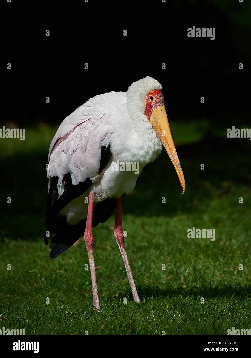 Yellow-billed stork standing in grass in its habitat Stock Photo - Alamy