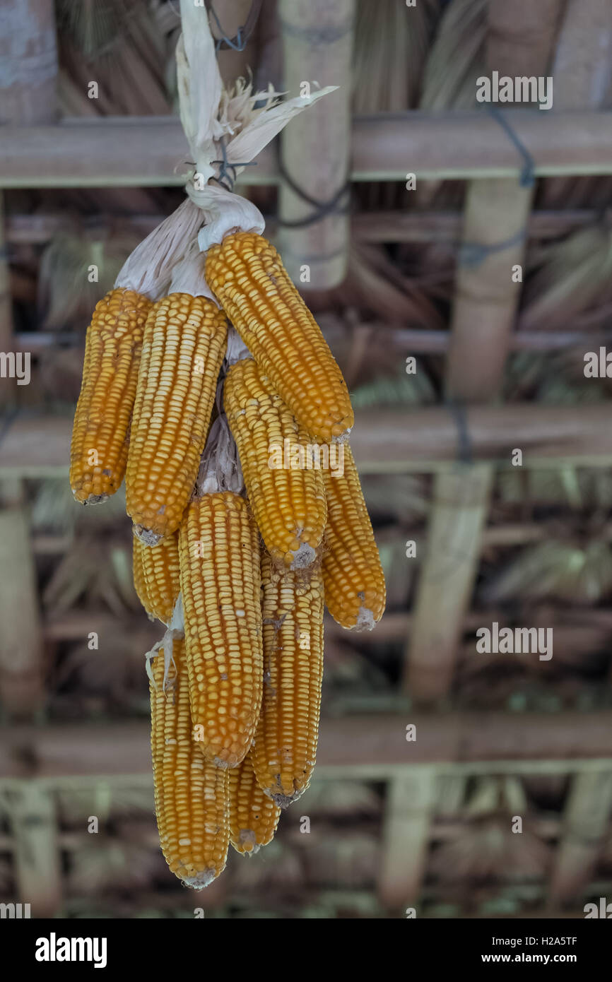 Drying corn cobs hanging from roof Stock Photo - Alamy