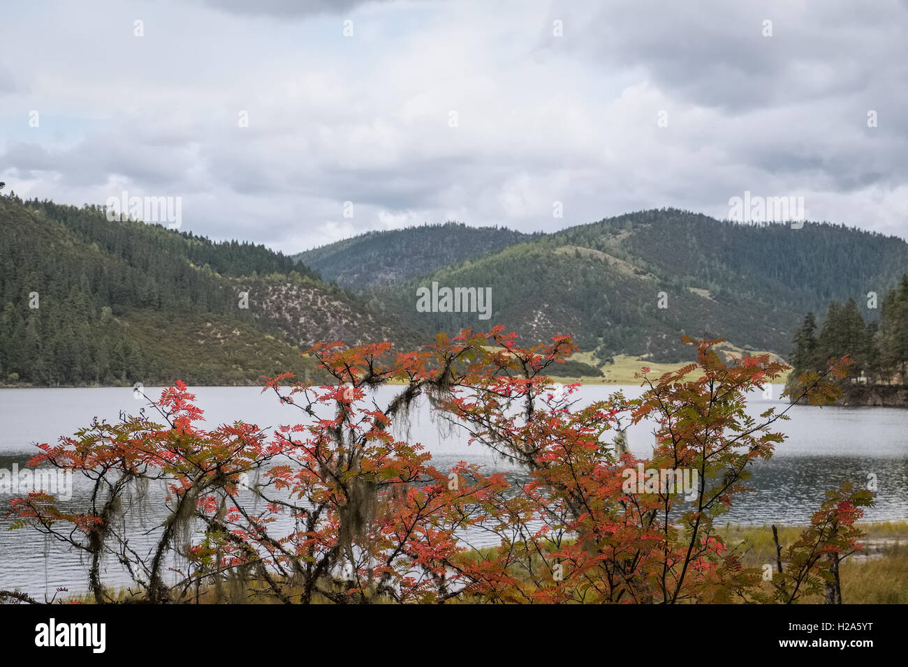 Autumn colored bearded trees in front of mountains at Shudu Lake in ...