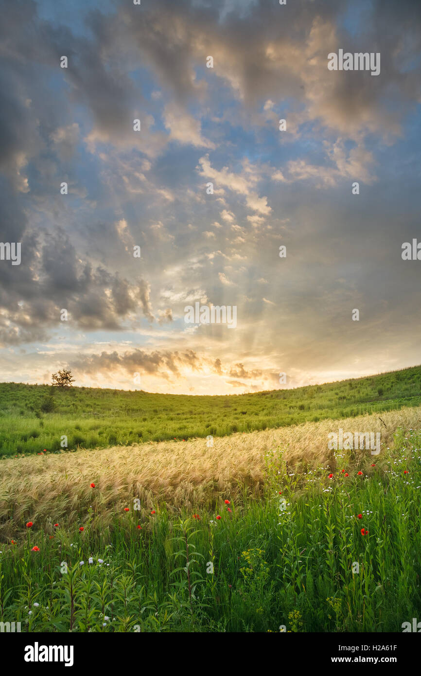 sunset over field with green grass Stock Photo - Alamy