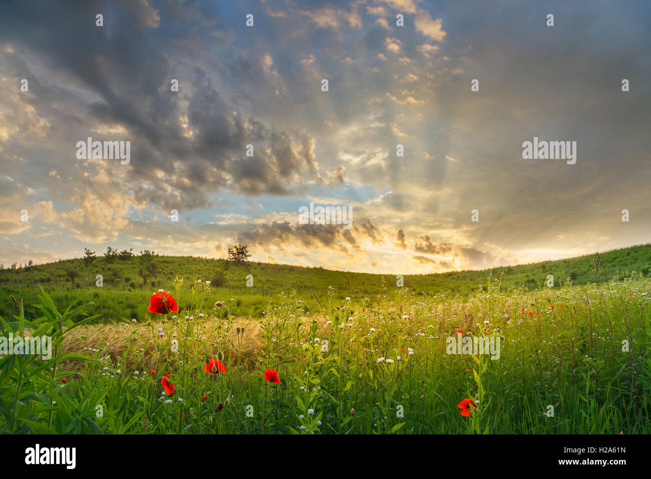 Poppy field sunset hi-res stock photography and images - Alamy