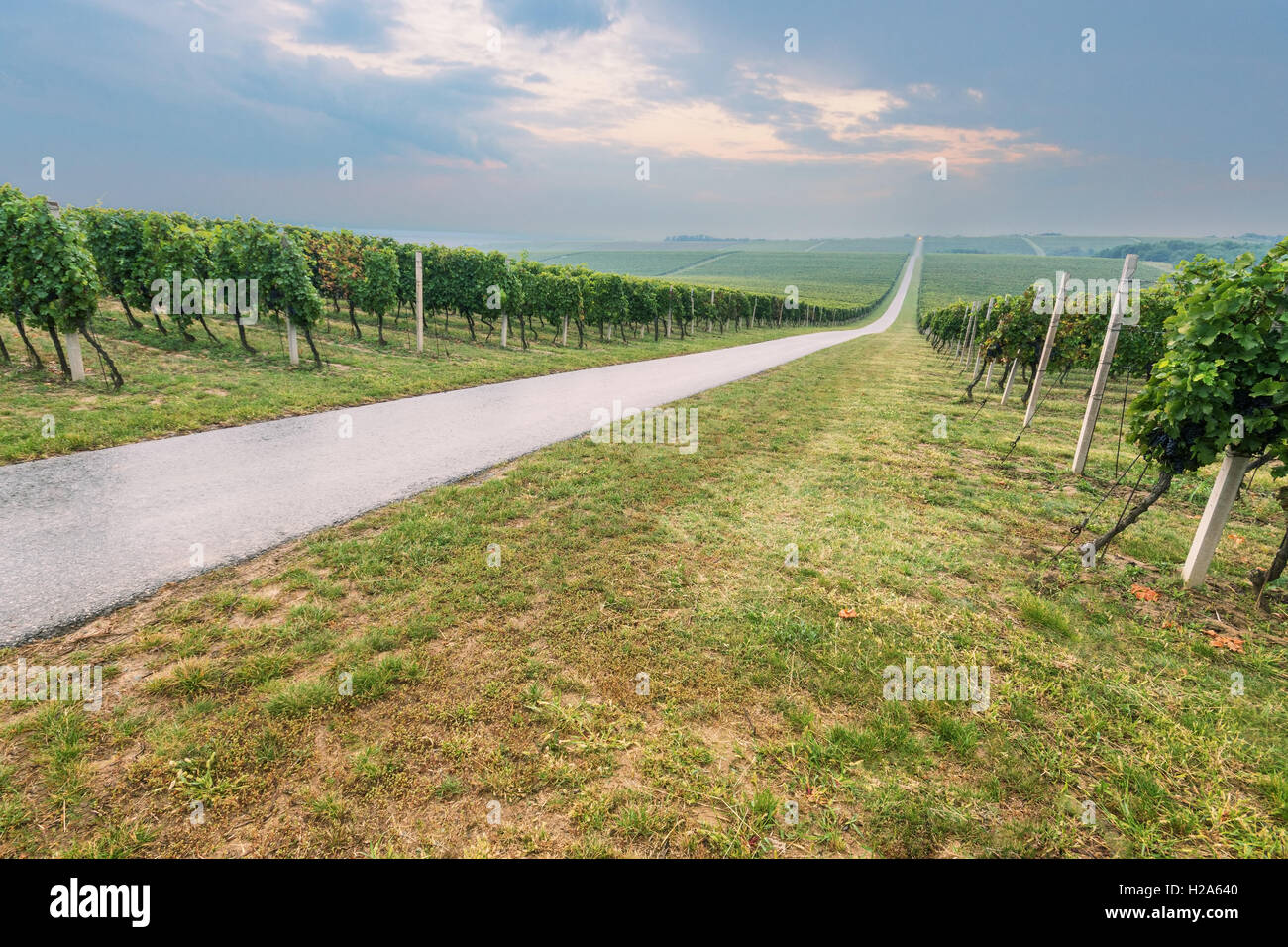 Road through vineyards hi-res stock photography and images - Alamy
