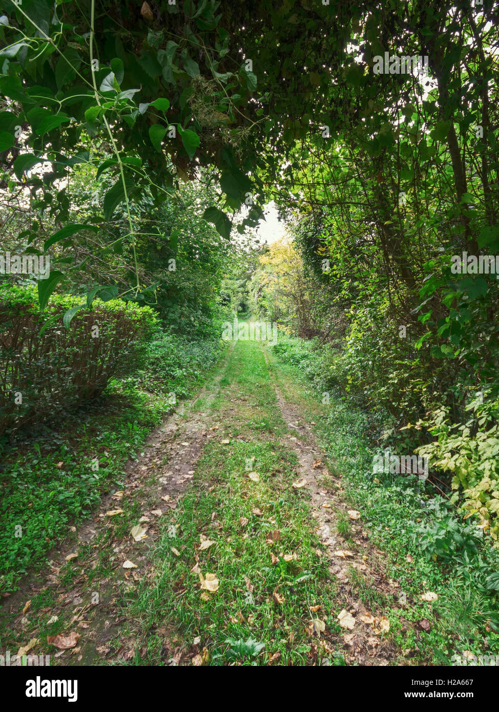 Long path through green forest Stock Photo - Alamy