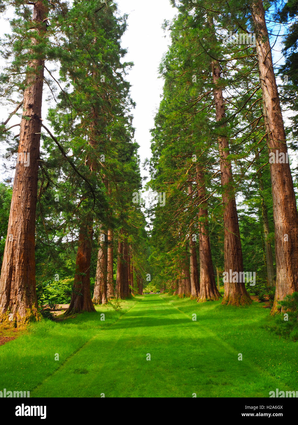 Redwood garden hi-res stock photography and images - Alamy
