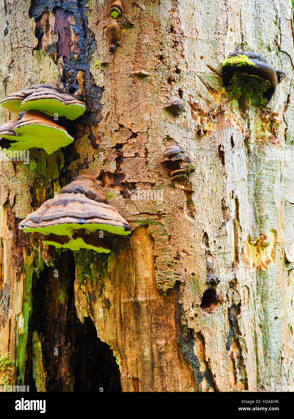 mushrooms growing on a tree trunk Stock Photo - Alamy