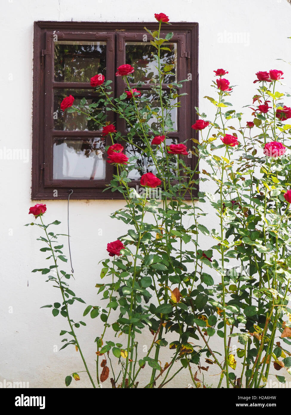 window and red roses Stock Photo - Alamy