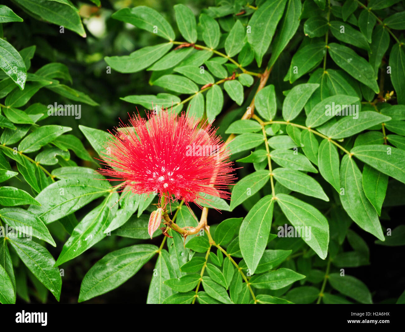 Caliandra High Resolution Stock Photography and Images - Alamy