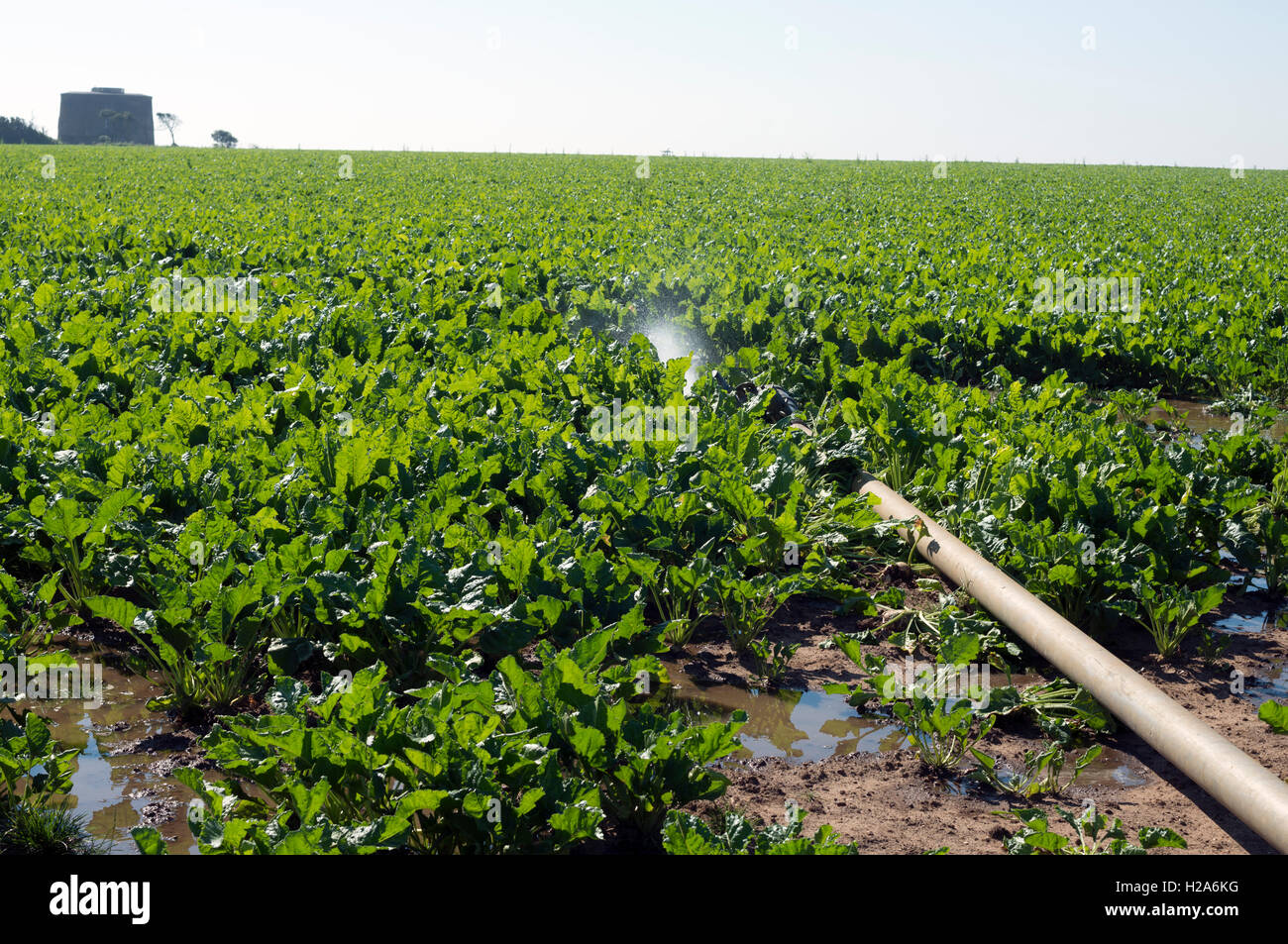 Irrigation pipe Sugar beet, Bawdsey, Suffolk, UK Stock Photo - Alamy