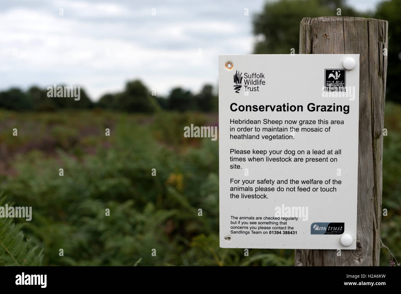 Suffolk Wildlife Trust conservation grazing sign, Sutton Heath, Suffolk ...