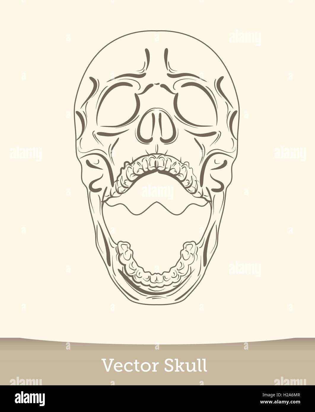 Skull Illustration Isolated On White Background Vector Mode Stock